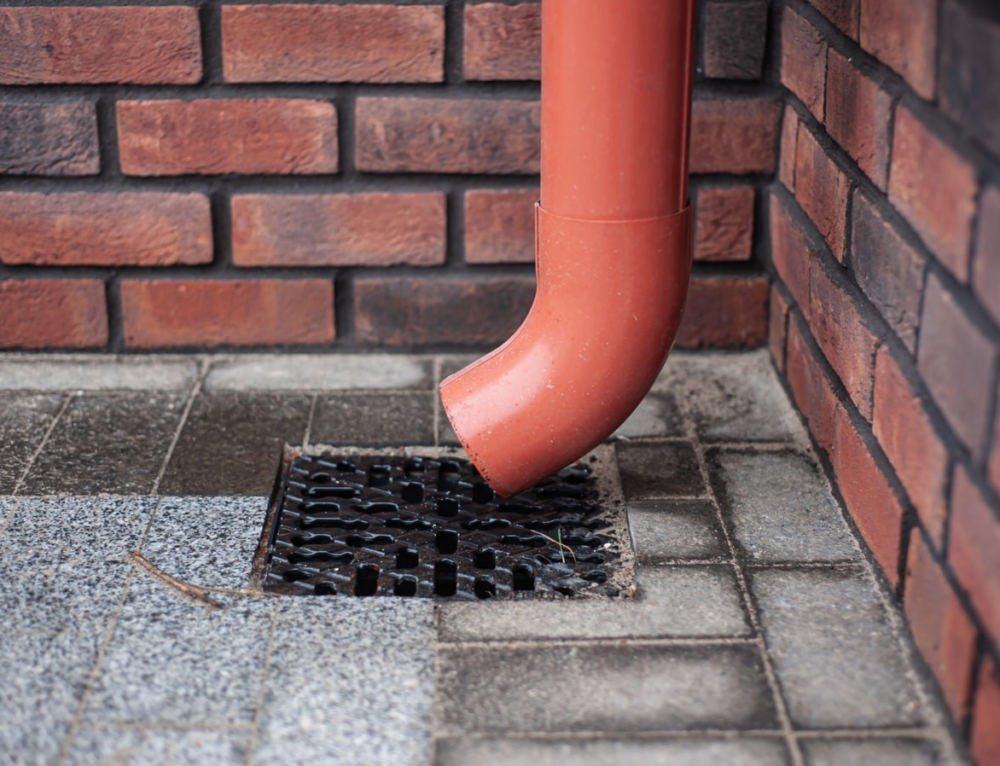 Tree root damage to drains - How to spot & what to do next