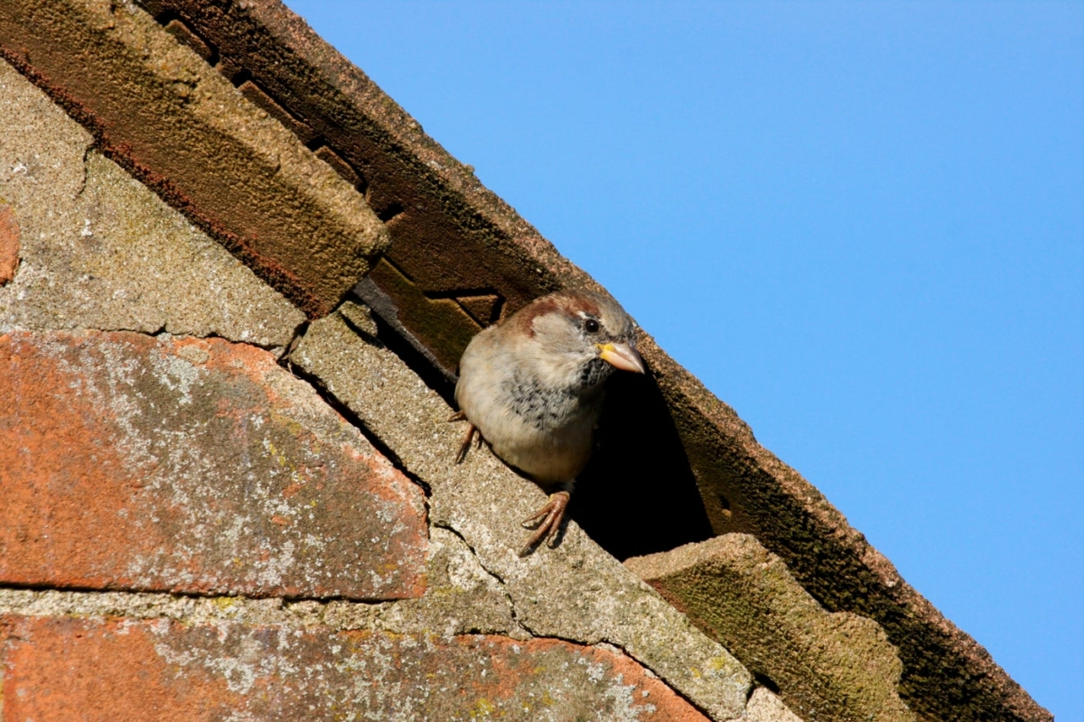 Guide to bird proofing your home - safe & effective options