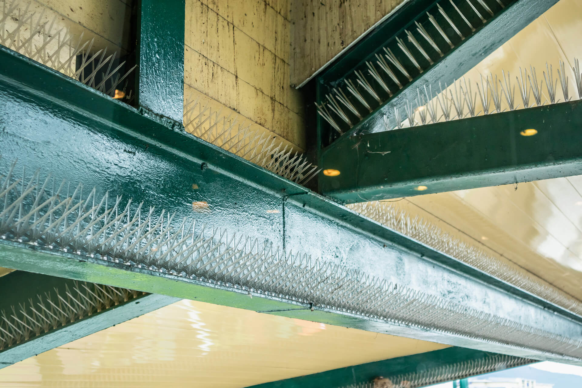 Bird Proofing & Bird Deterrent services in London & Essex